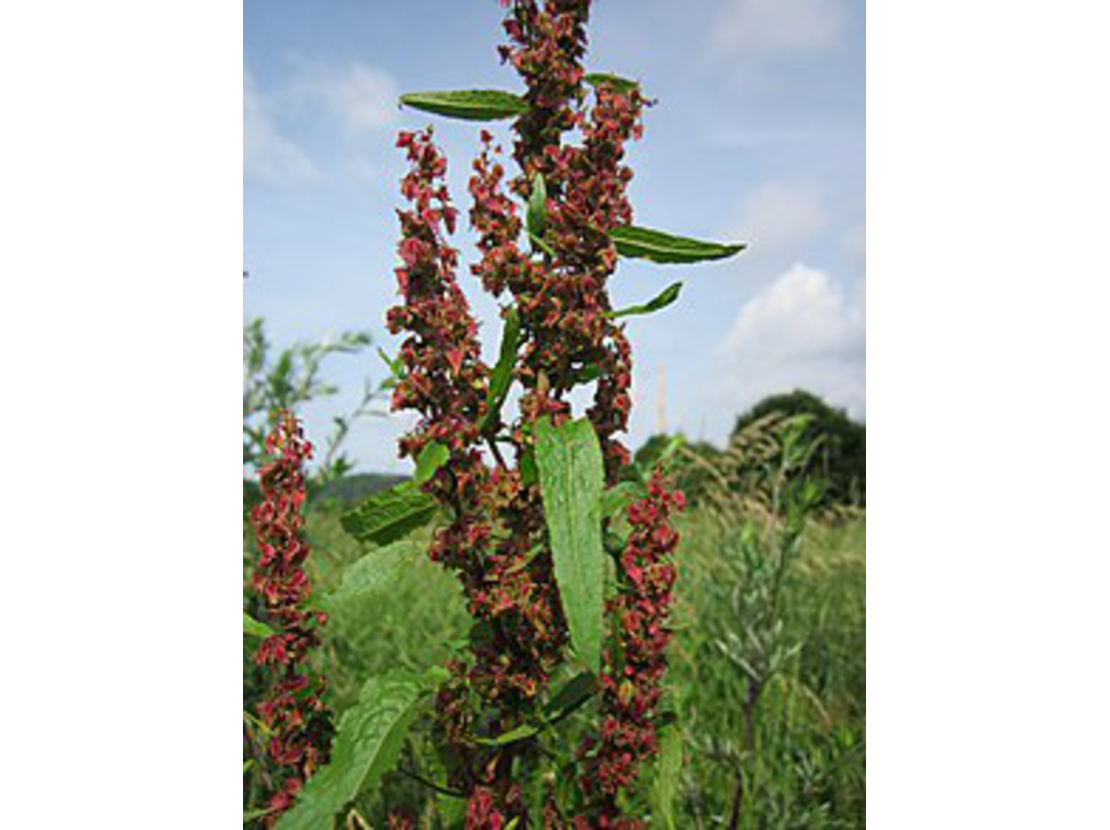 Ampfer, Stumpfblättriger